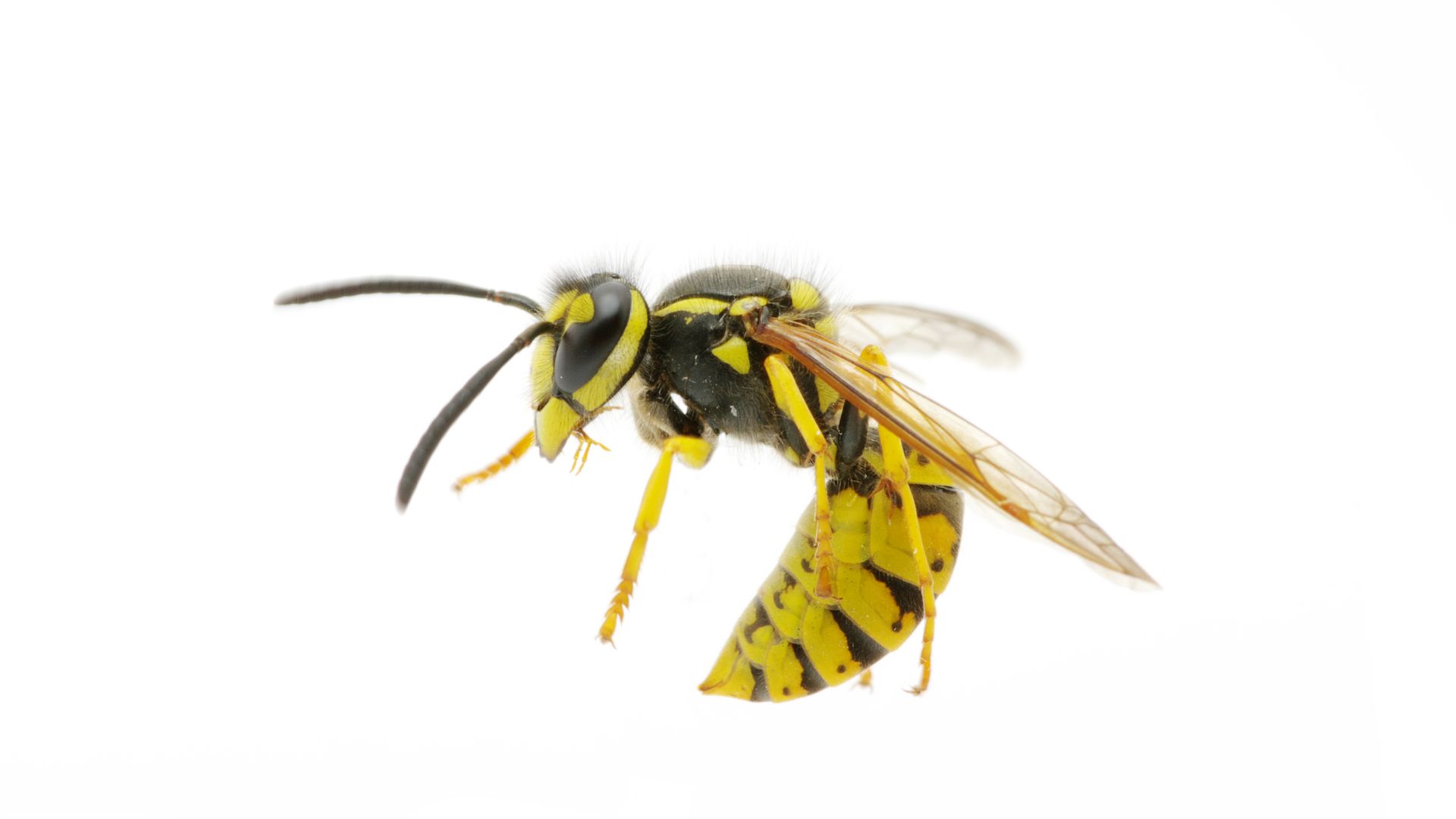 Yellow Jacket Sting: Symptoms, Treatment, and Prevention